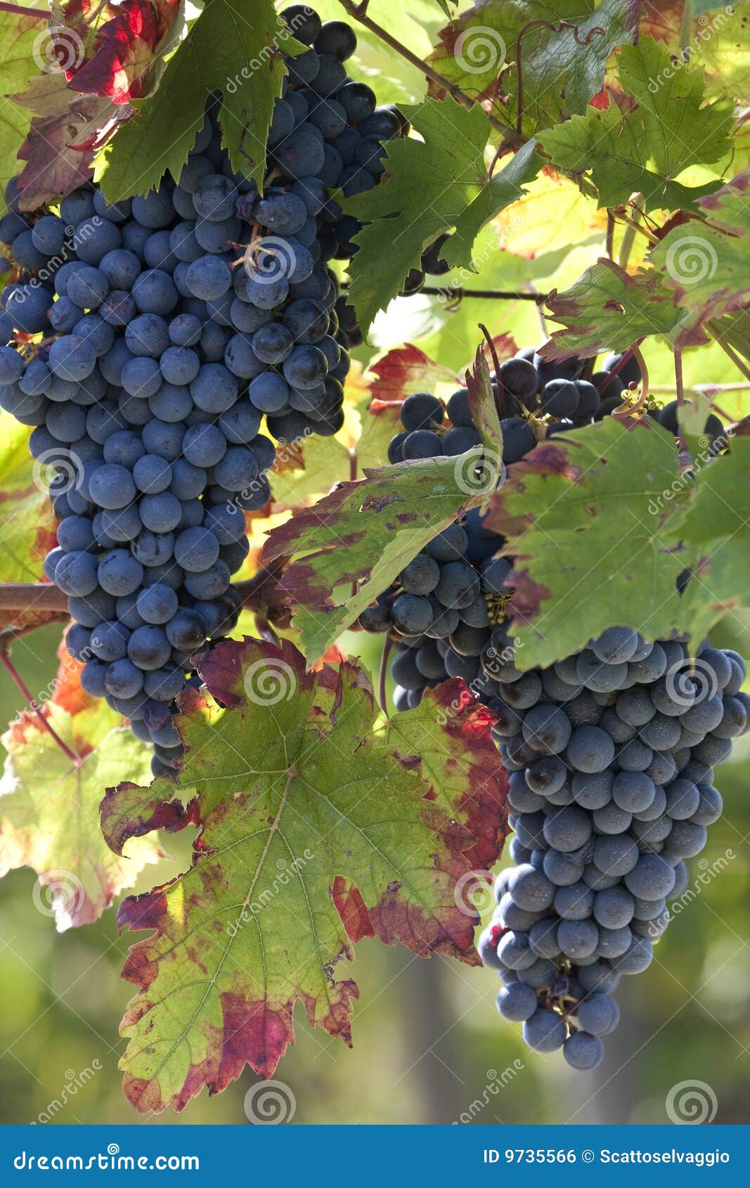 Grapes stock photo. Image of oltrepo, drink, tannic, grapes - 9735566