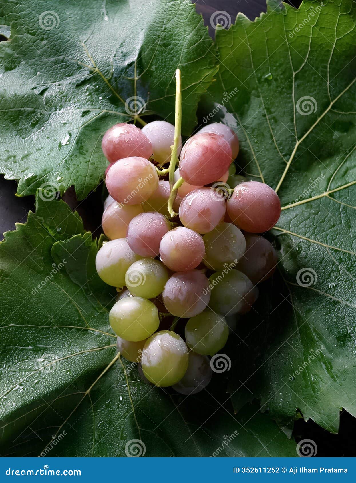 Grapes are Arranged on Large Real Grape Leaves Stock Photo - Image of ...