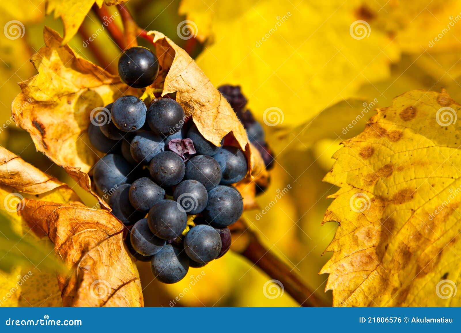 Grapes in Autumn stock photo. Image of bunch, branch - 21806576