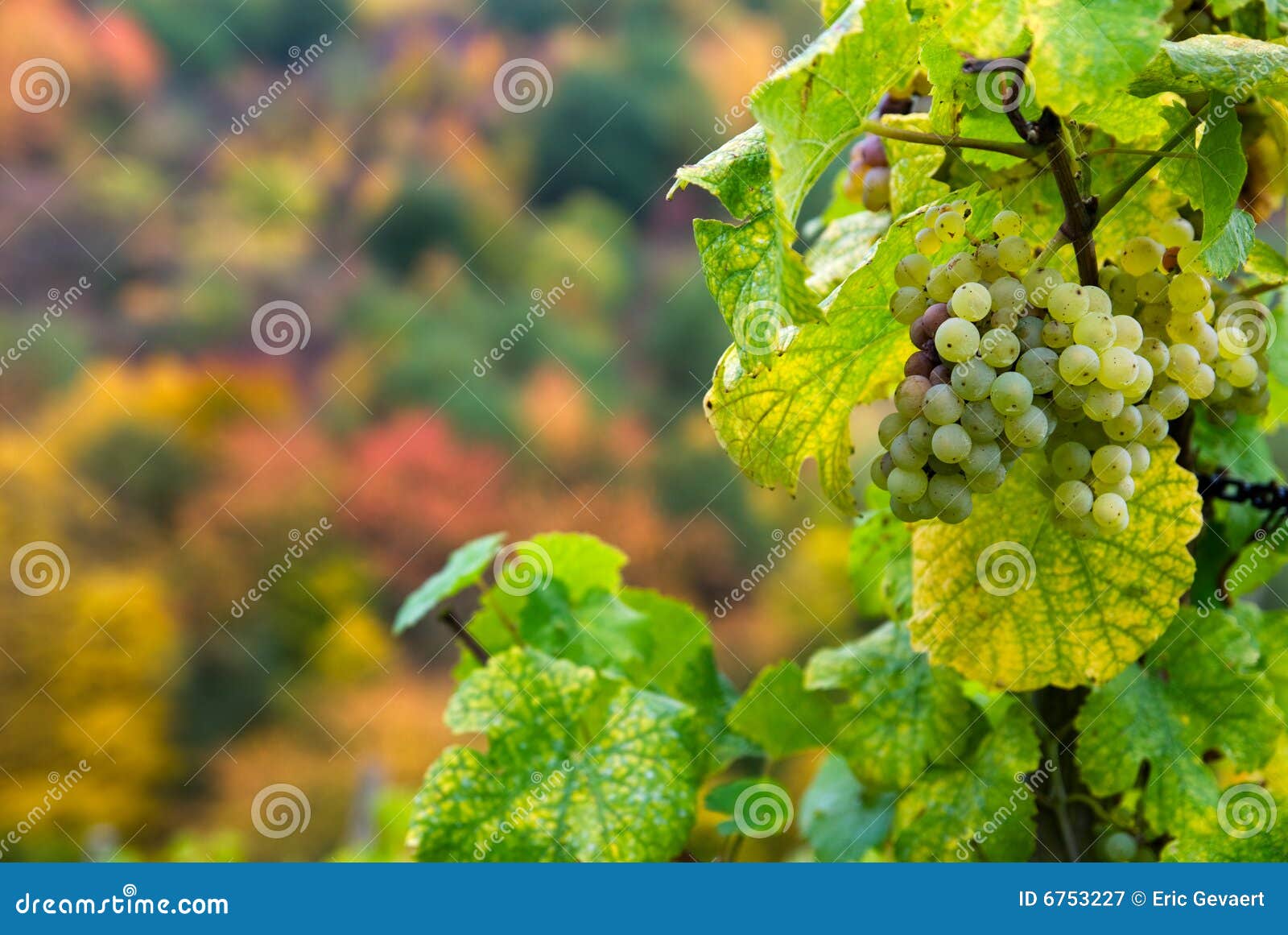 Grapes in autumn stock image. Image of bunch, beverage - 6753227