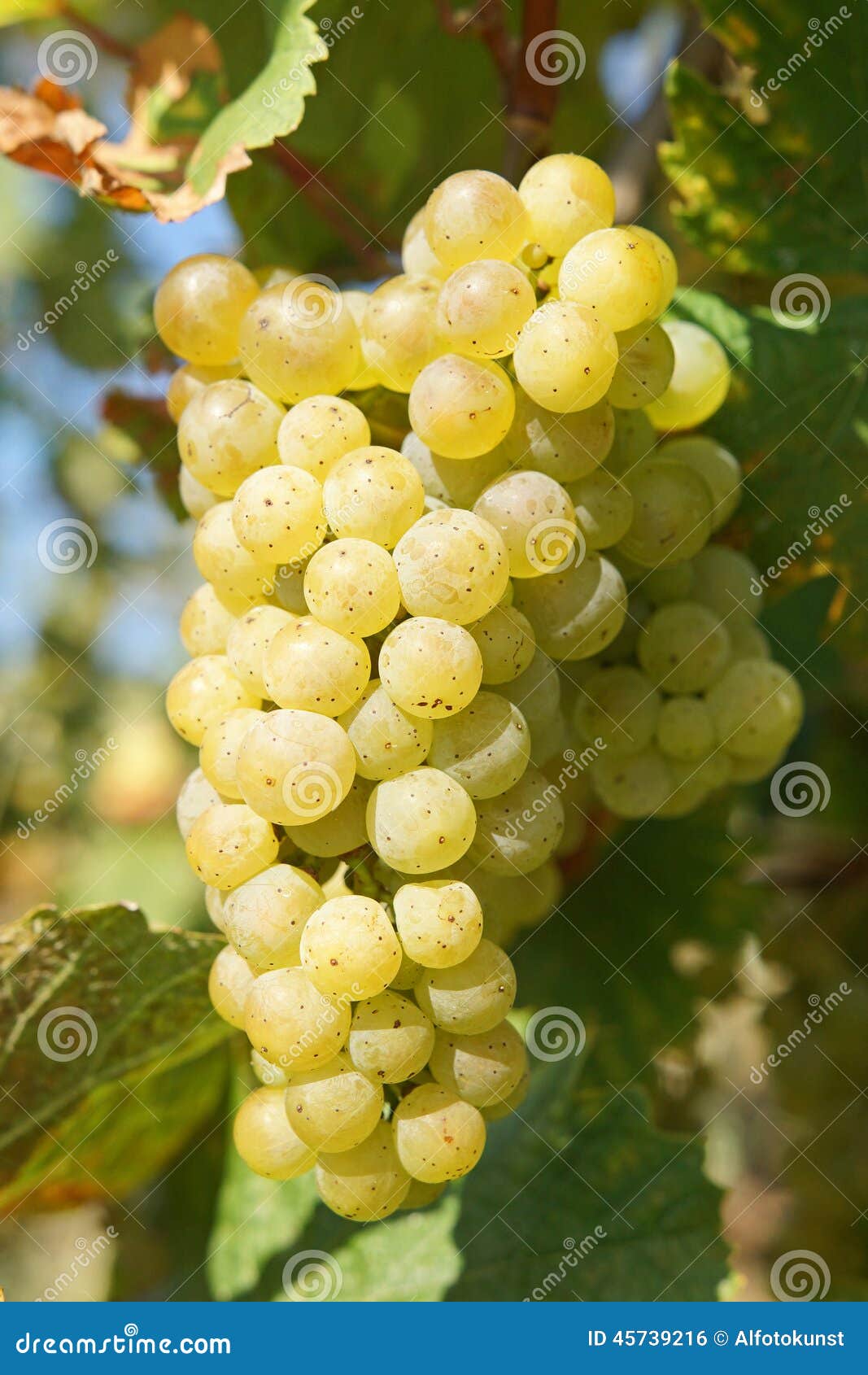 Grapes in the autumn stock photo. Image of autumn, agriculture - 45739216