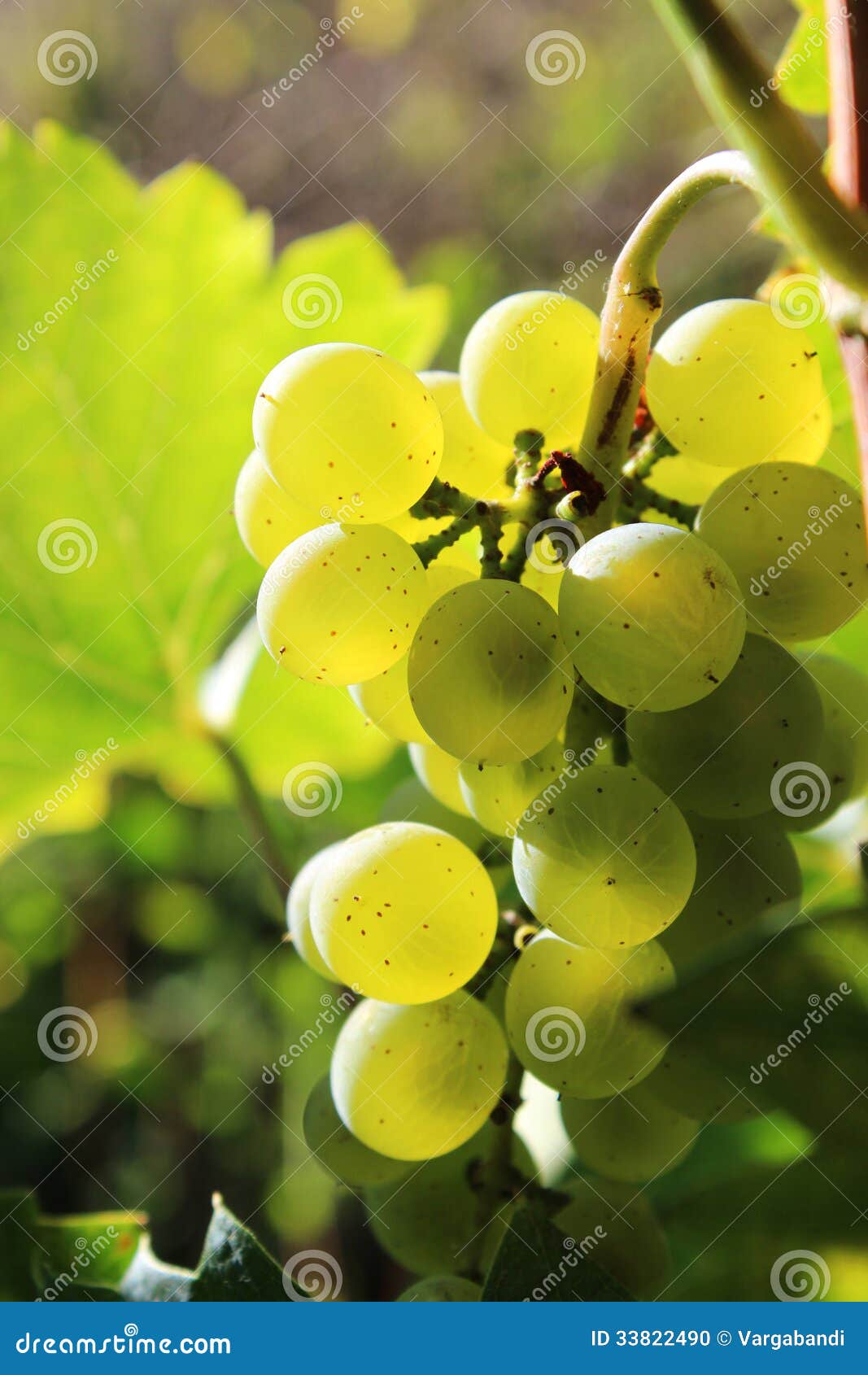 Grapes stock photo. Image of colorful, golden, sonoma - 33822490