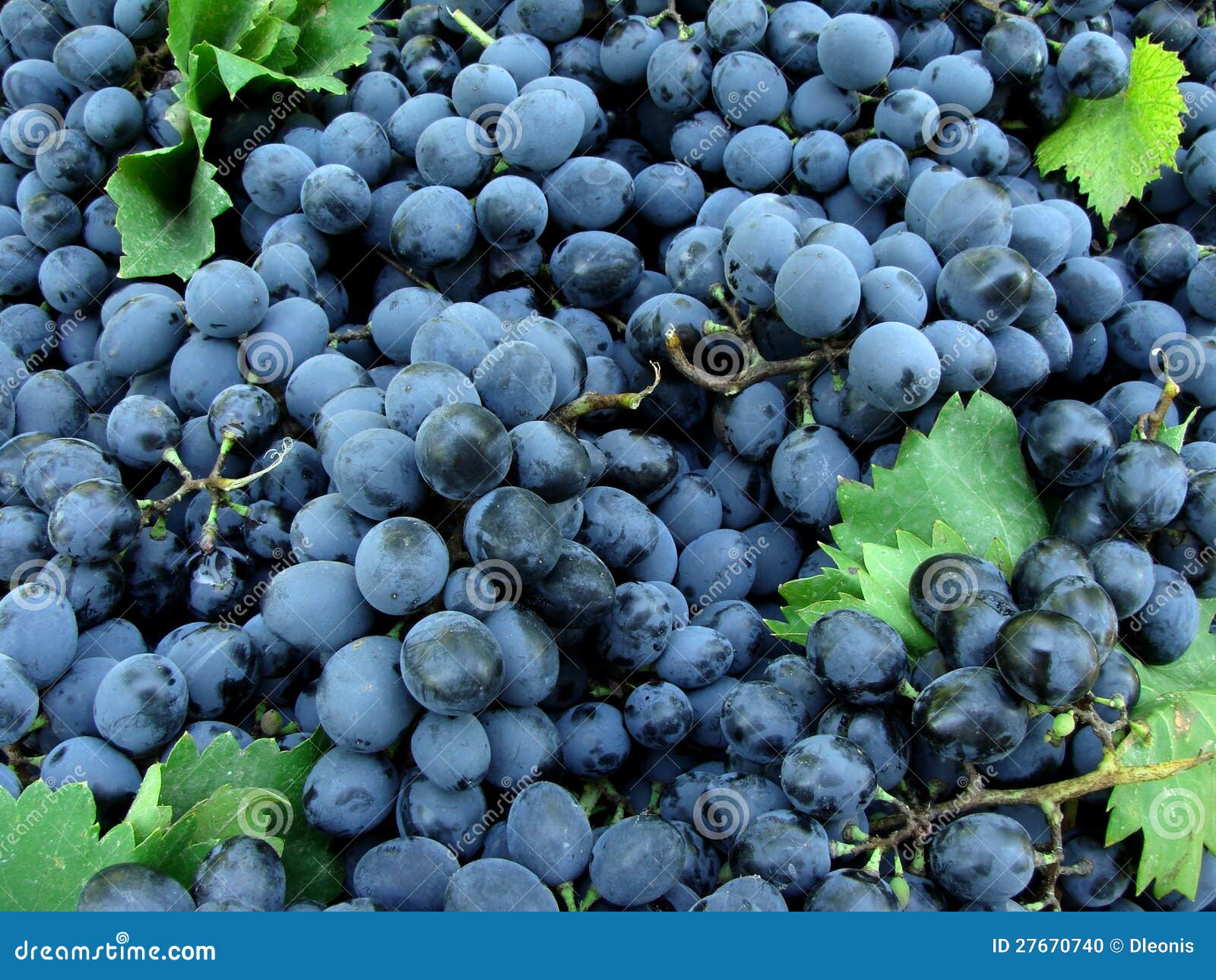 Grapes background stock photo. Image of agriculture, berry - 27670740