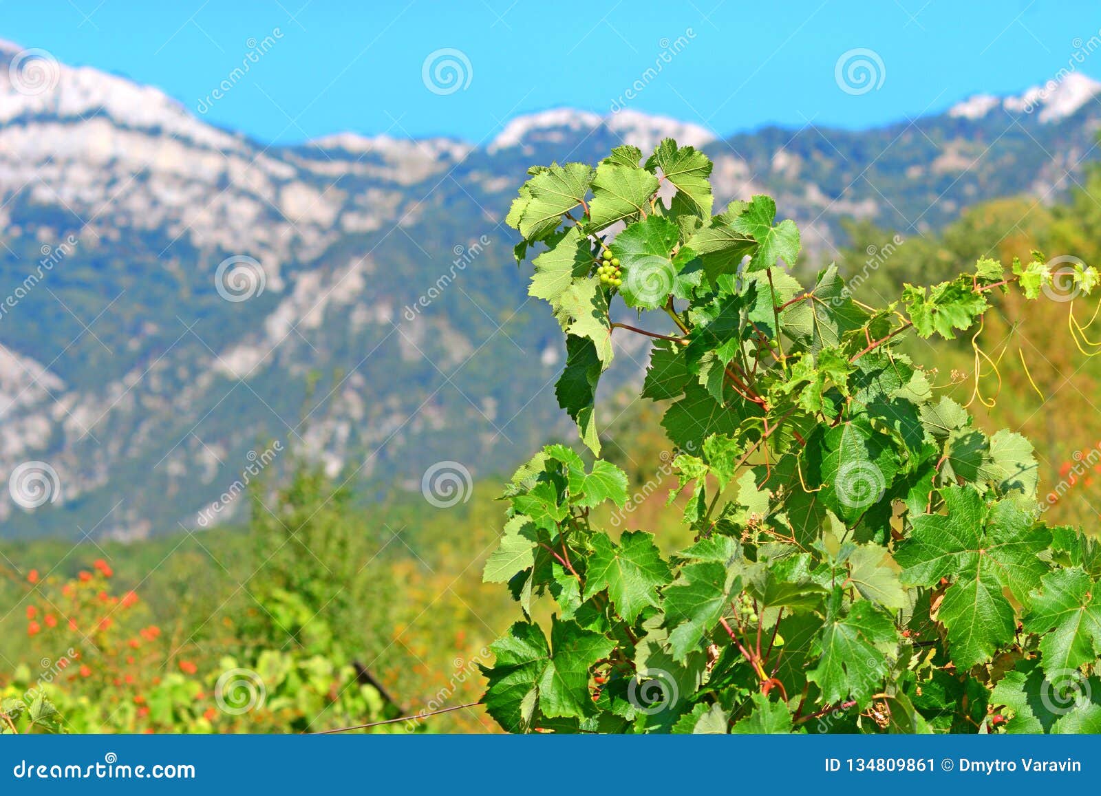 Grapes on Mountain Background Stock Image - Image of nature, georgia ...