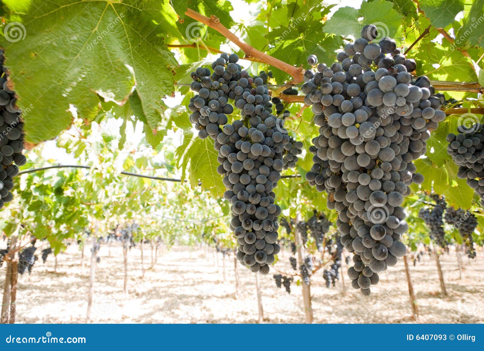 Grapes of black vine stock image. Image of grapevine, frond - 6407093