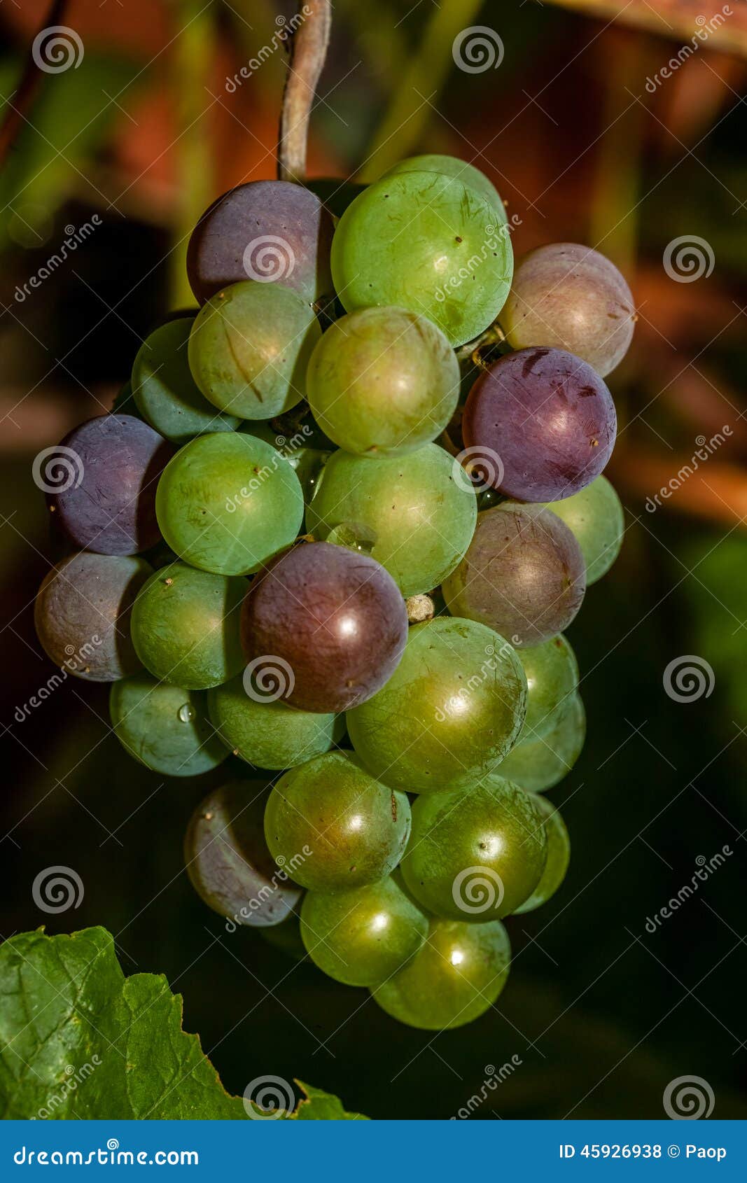 Grapes stock photo. Image of fruits, growing, flora, bundle - 45926938