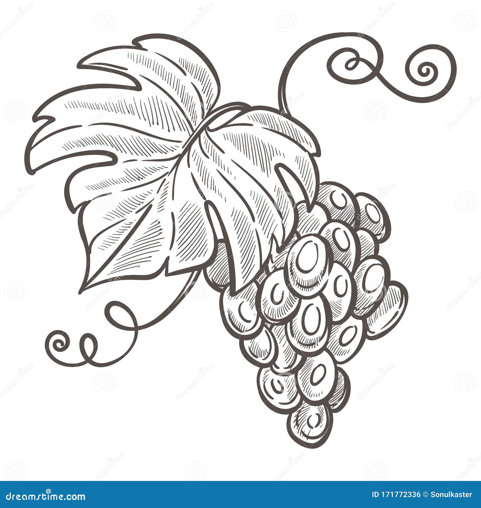 Grapes Bunch Isolated Sketch Drawing, Berries Cluster Stock Vector ... Grapes Bunch Isolated Sketch Drawing, Berries Cluster Stock Vector ...