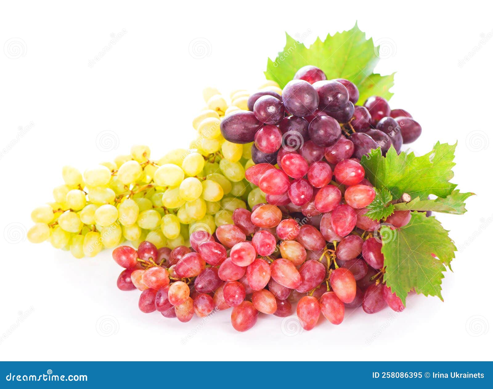 Grapes Bunch Isolated on the White Background Stock Image - Image of ...