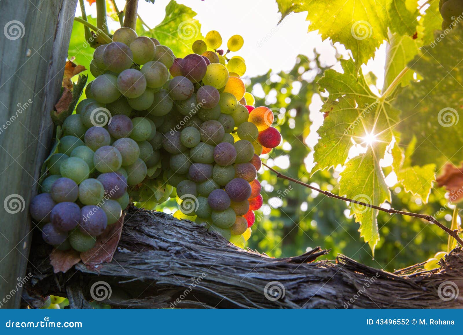 Grapes bunch stock photo. Image of cultivated, bunch - 43496552