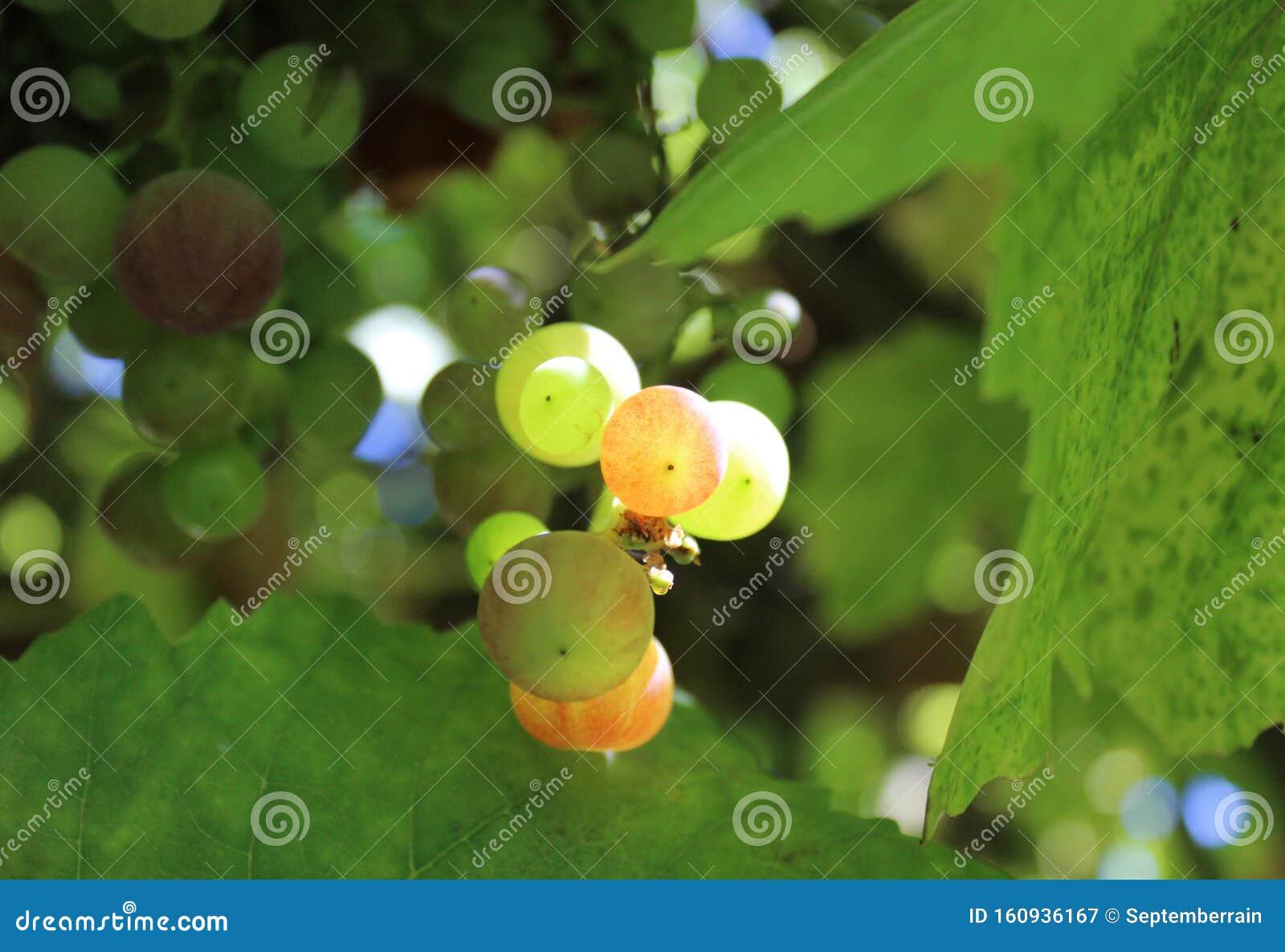 Grapes Changing Color during the Ripening Process Stock Image - Image ...