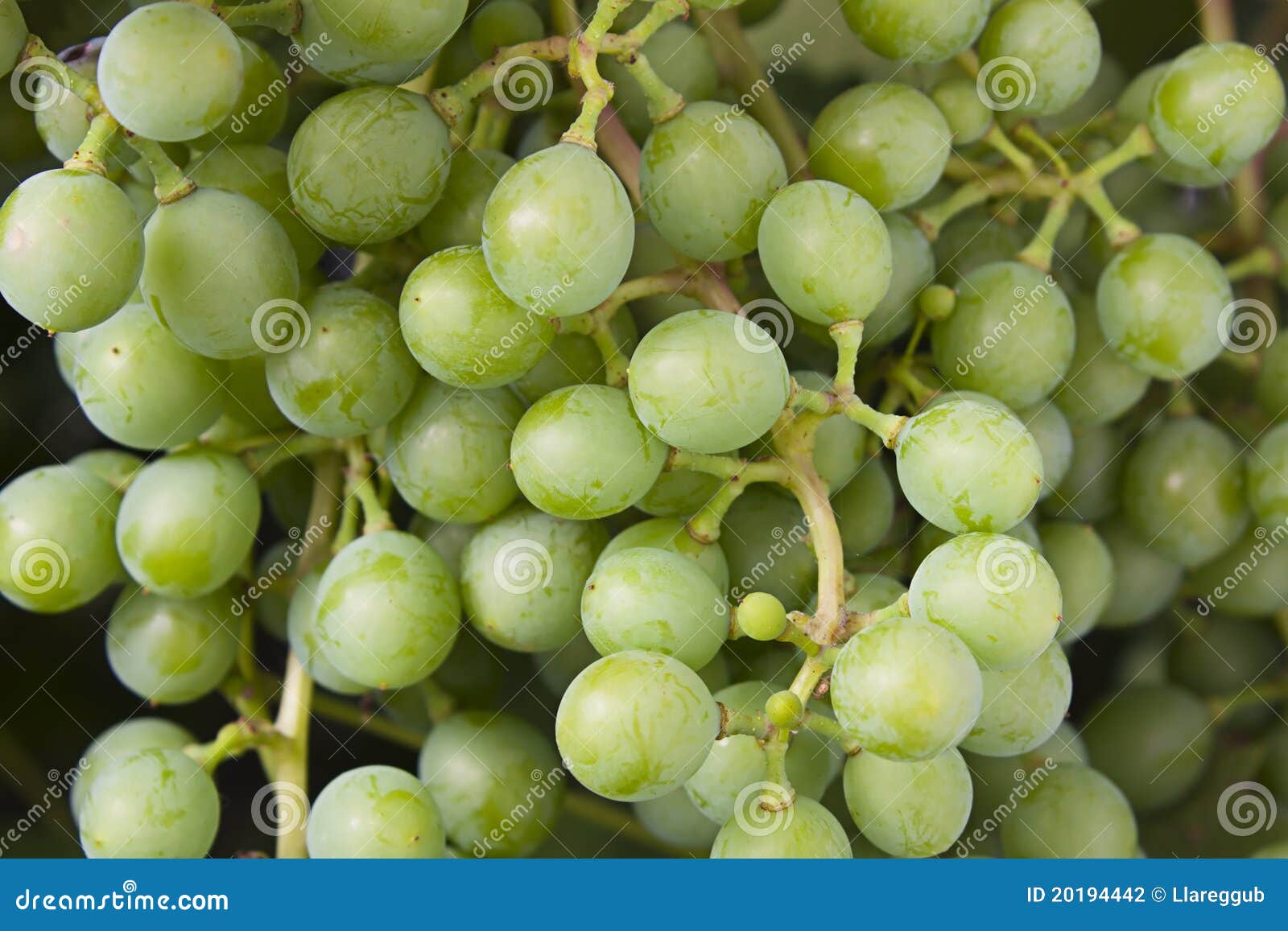 Grapes close up stock photo. Image of green, food, fresh - 20194442