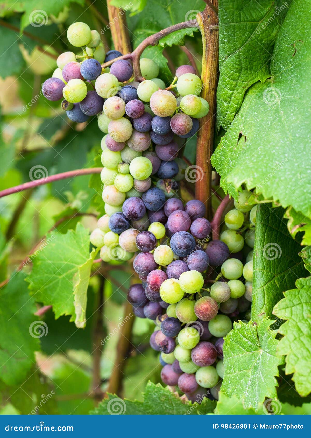 Grapes stock image. Image of ingredients, agriculture - 98426801