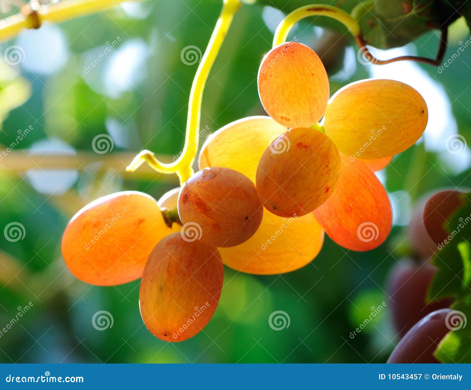 Grapes cluster stock image. Image of natural, motif, green - 10543457