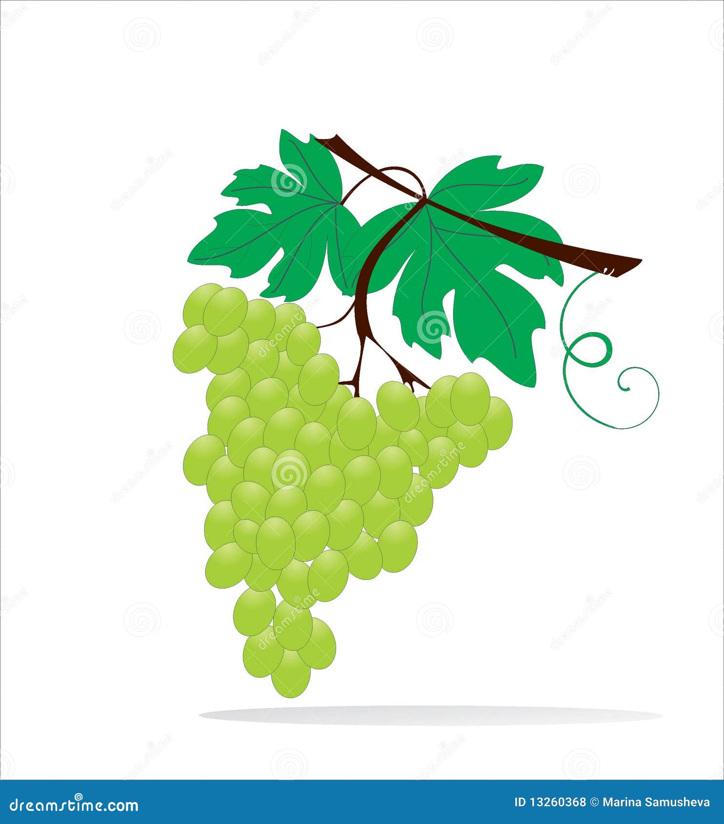 Grapes cluster stock illustration. Illustration of green - 13260368