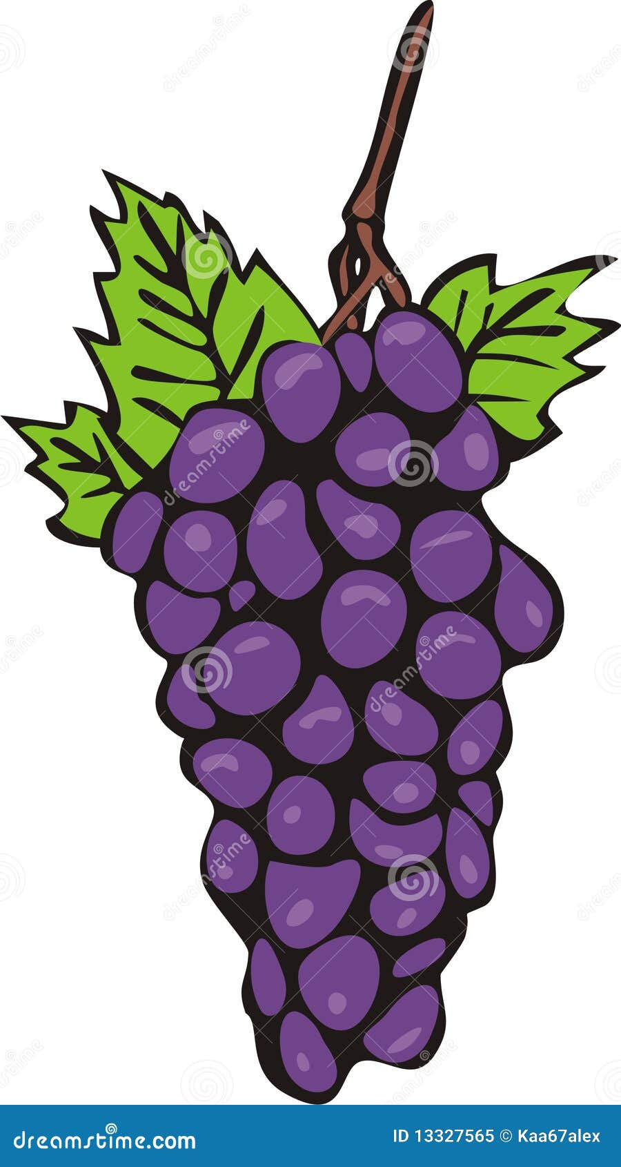 Grapes cluster stock vector. Illustration of fruits, juice - 13327565