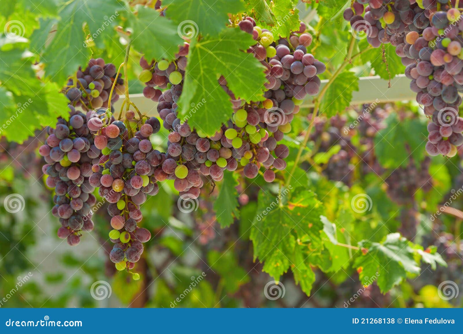 Grapes cluster stock photo. Image of seasonal, fresh - 21268138