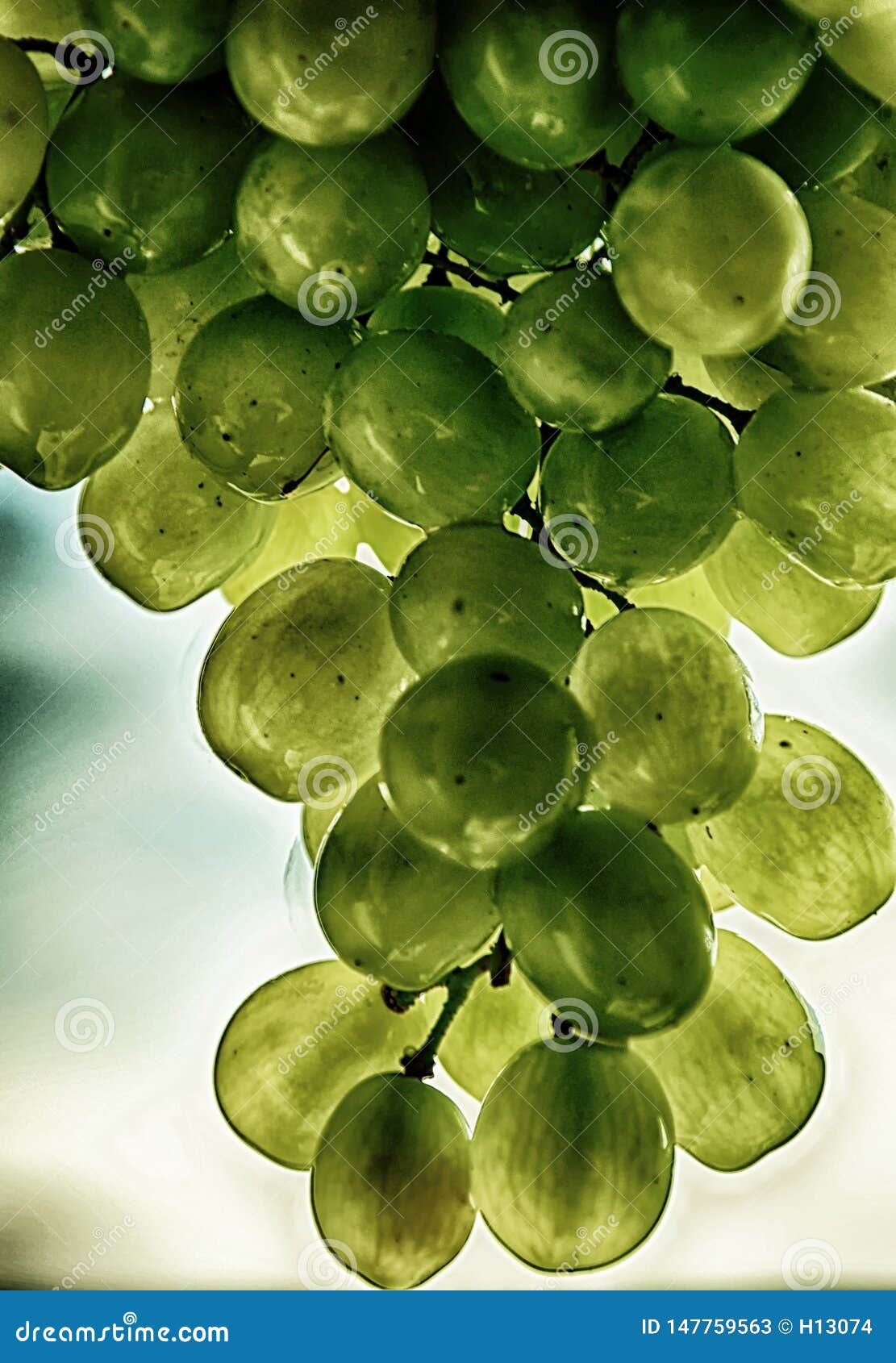 Grapes Cluster with Blurred Blue Sky Background Stock Image - Image of ...