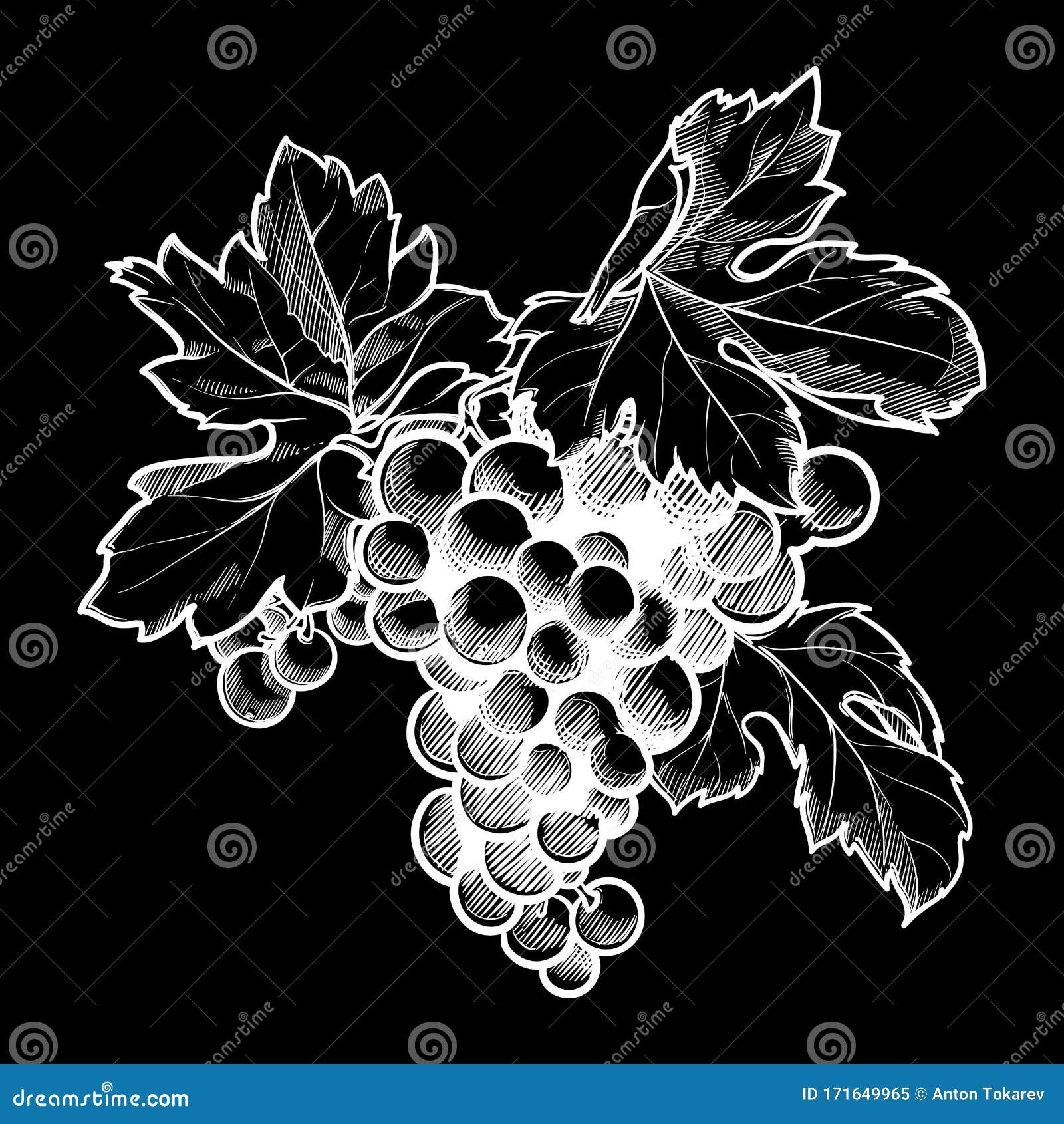 Grapes Cluster with Leaves. Chalk on a Blackboard Stock Vector ...