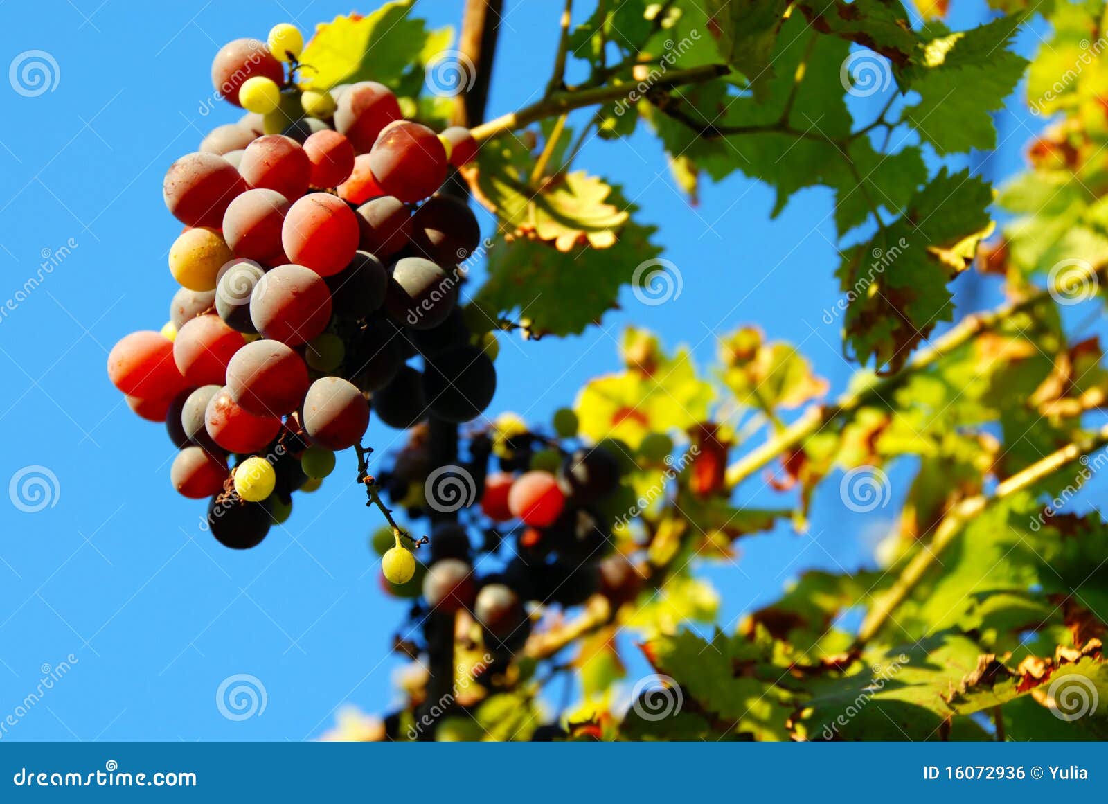 Grapes Cluster Over Blue Sky Stock Photo - Image of cluster ...