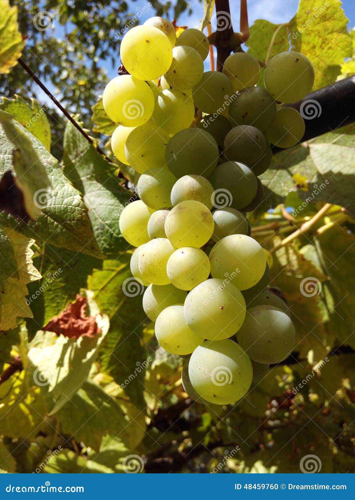 Grapes stock photo. Image of food, fruit, grapes, clusters - 48459760