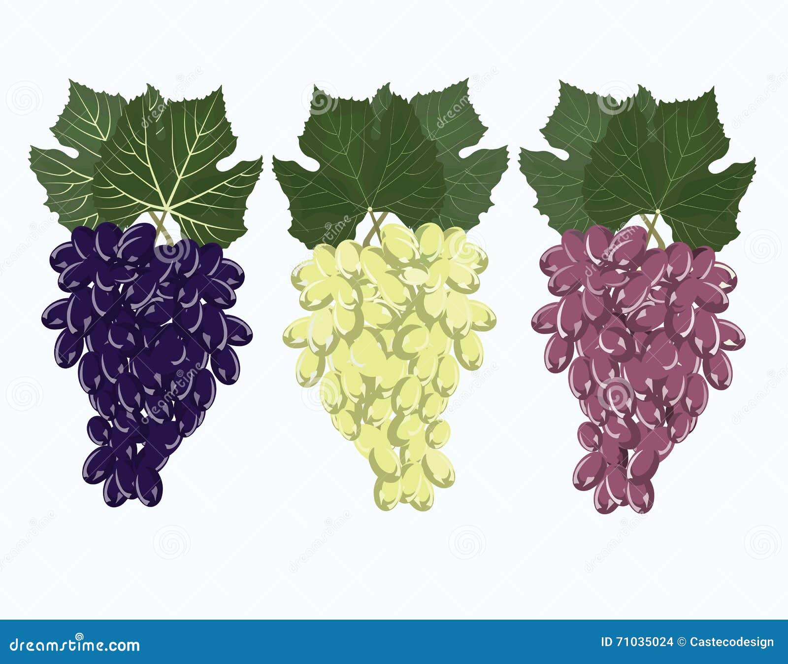 Grapes clusters set stock illustration. Illustration of packing - 71035024