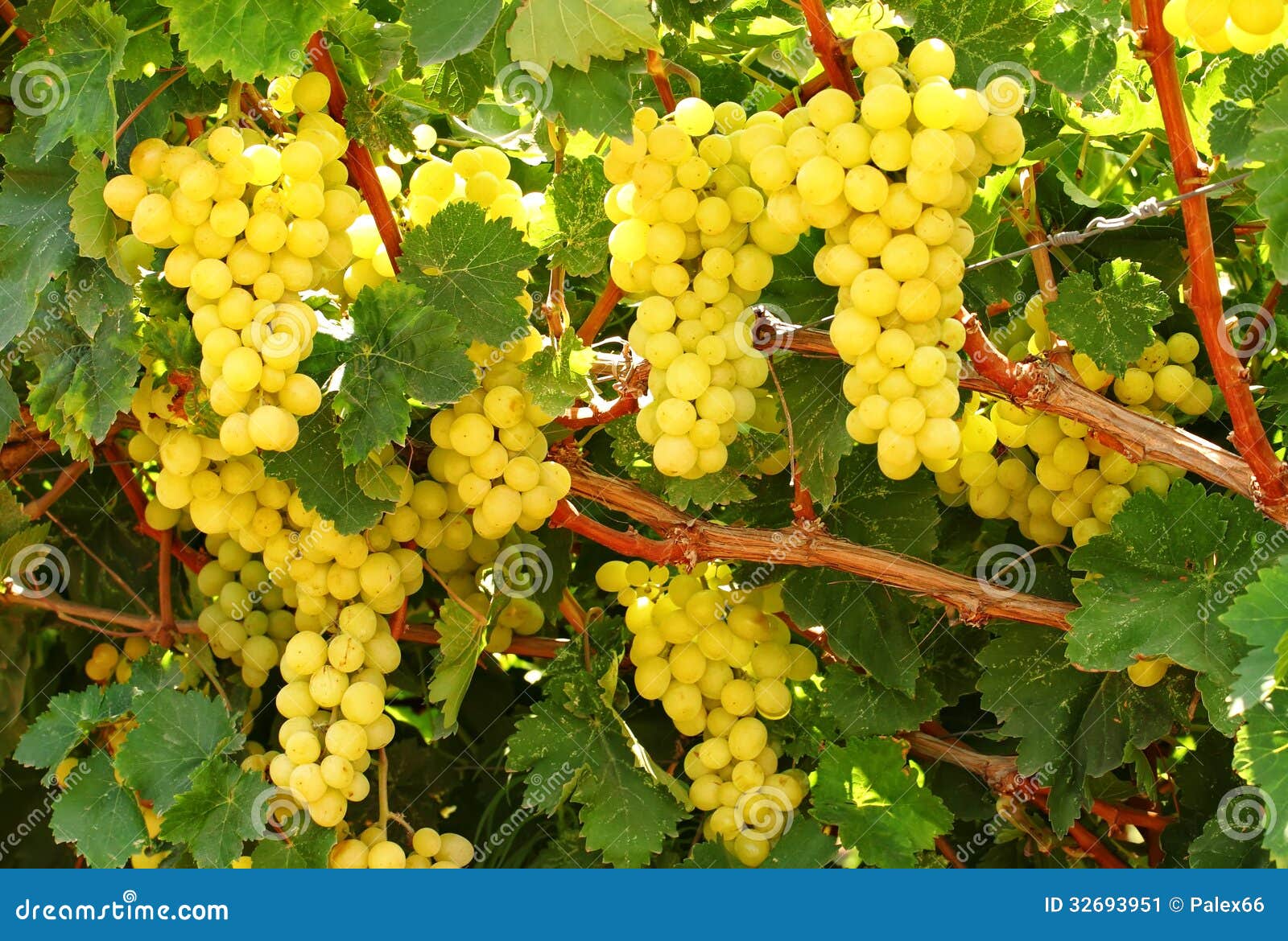 Grapes clusters stock image. Image of diet, juice, france - 32693951