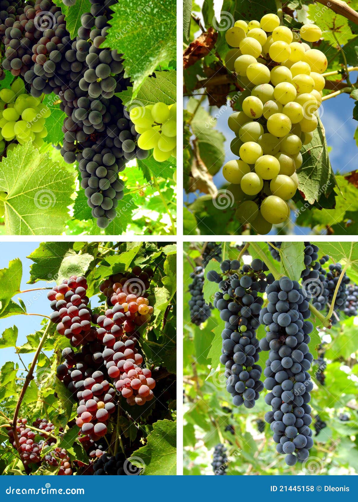 Grapes collage stock photo. Image of grapes, farm, collection - 21445158