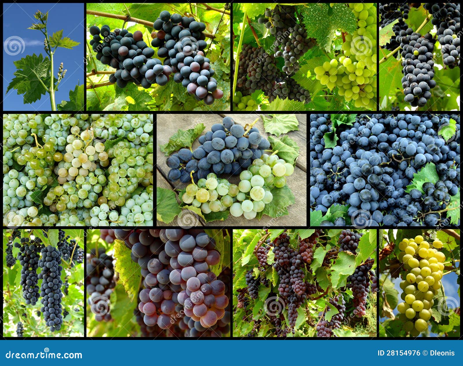 Grapes collage stock photo. Image of berry, garden, nature - 28154976