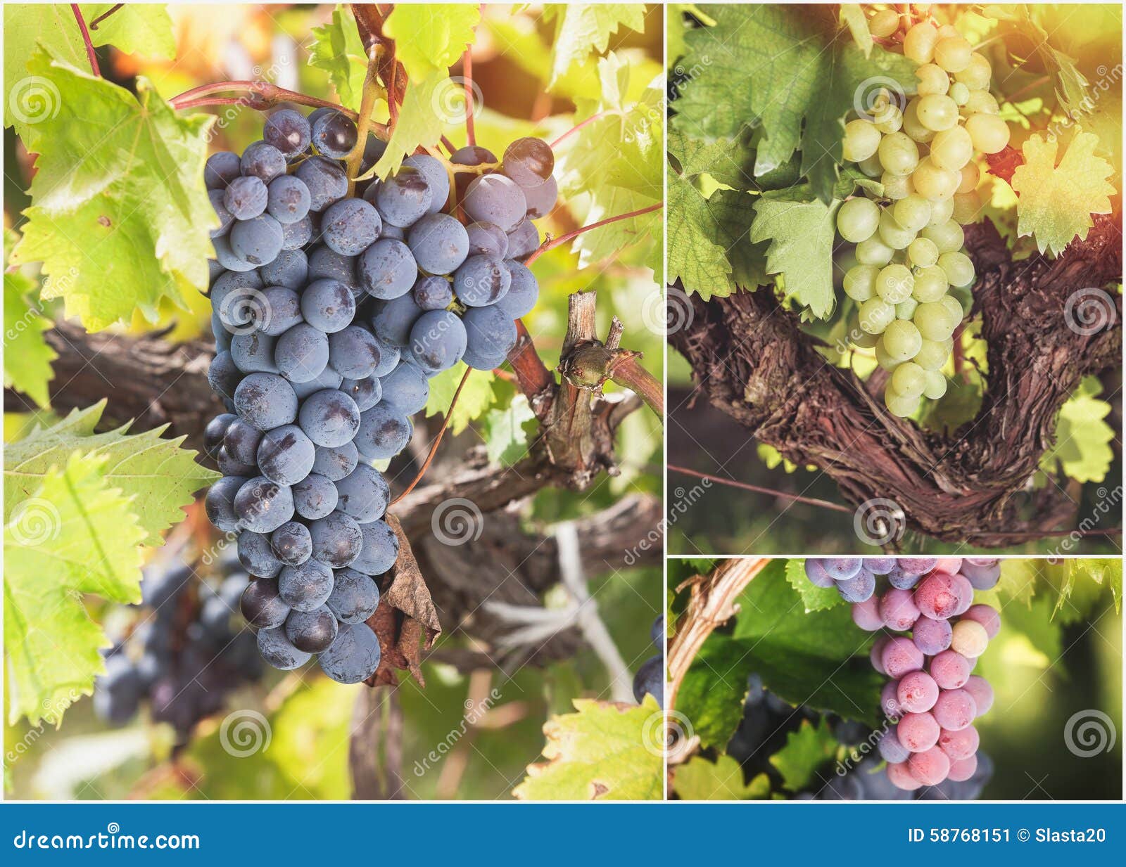 Grapes collage stock image. Image of growing, fruit, organic - 58768151