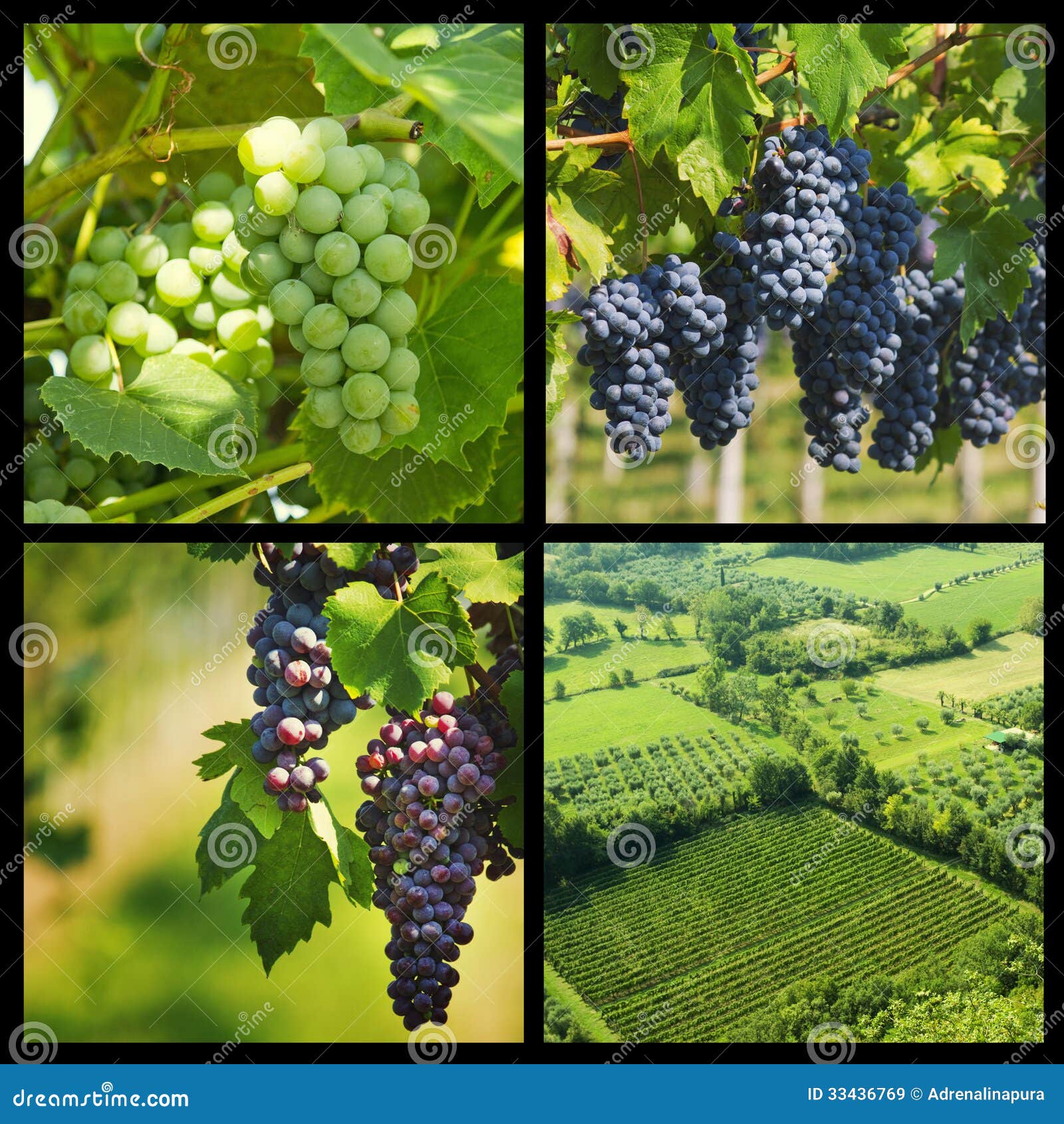 Grapes collage stock image. Image of agriculture, grow - 33436769