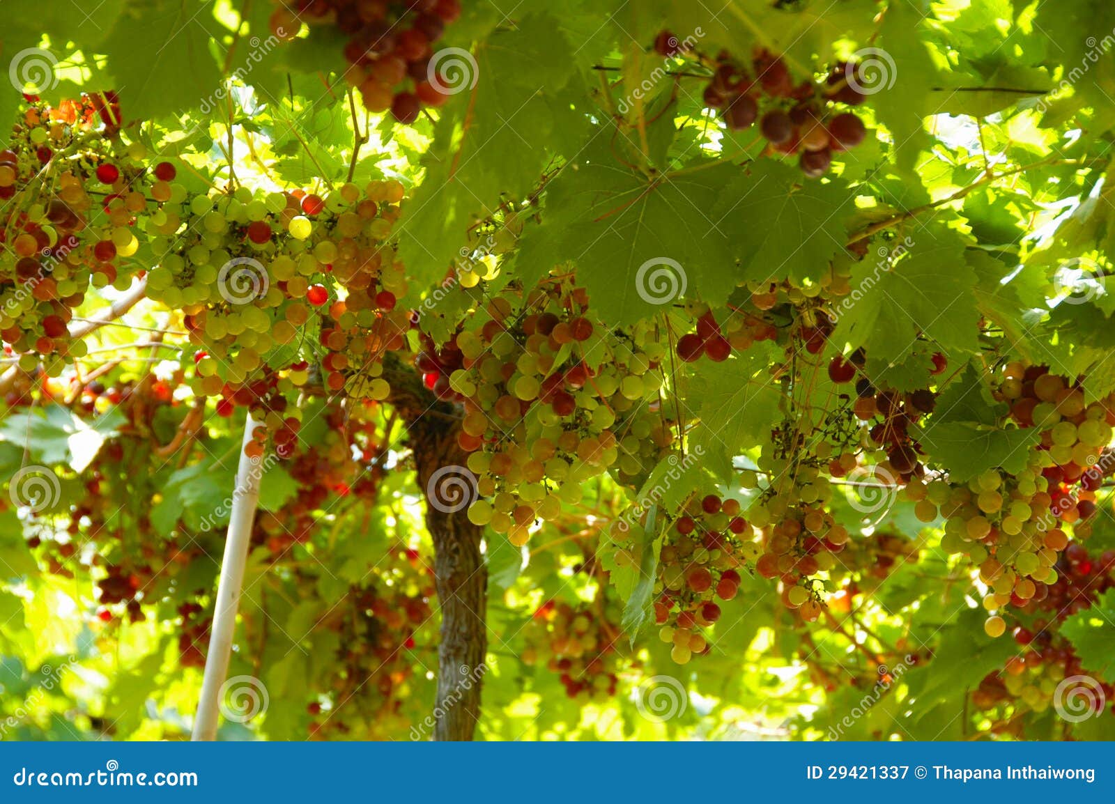Grapes colors stock image. Image of cluster, green, bunch - 29421337