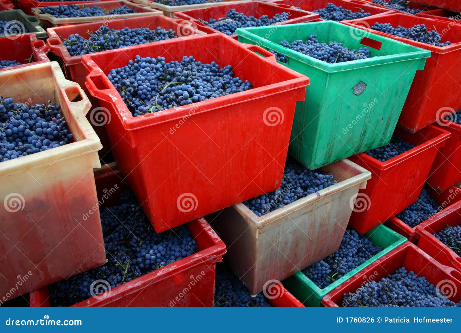 Grapes in coloured boxes stock photo. Image of piedmont - 1760826
