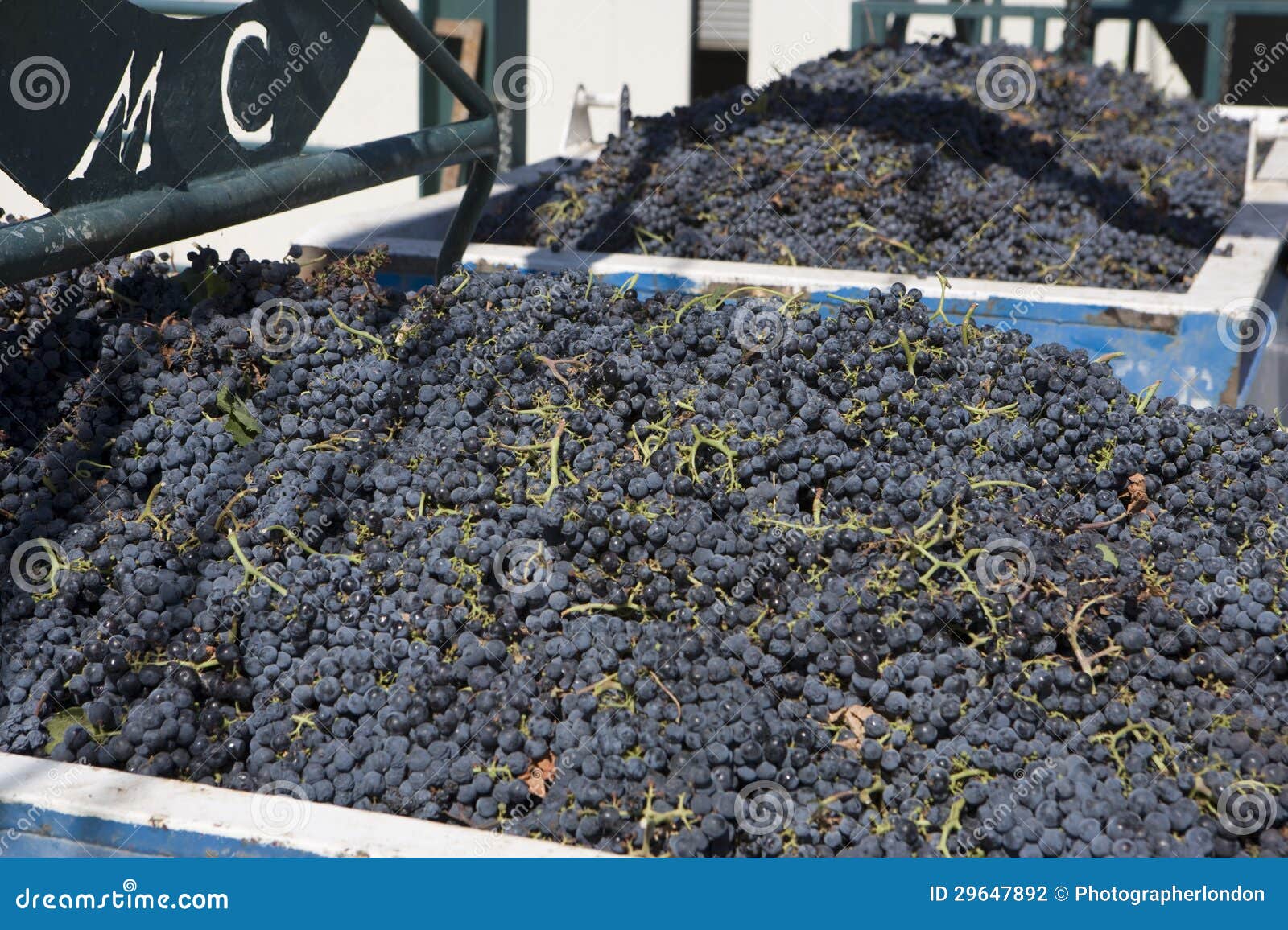 Grapes in Containers stock photo. Image of produce, collection - 29647892