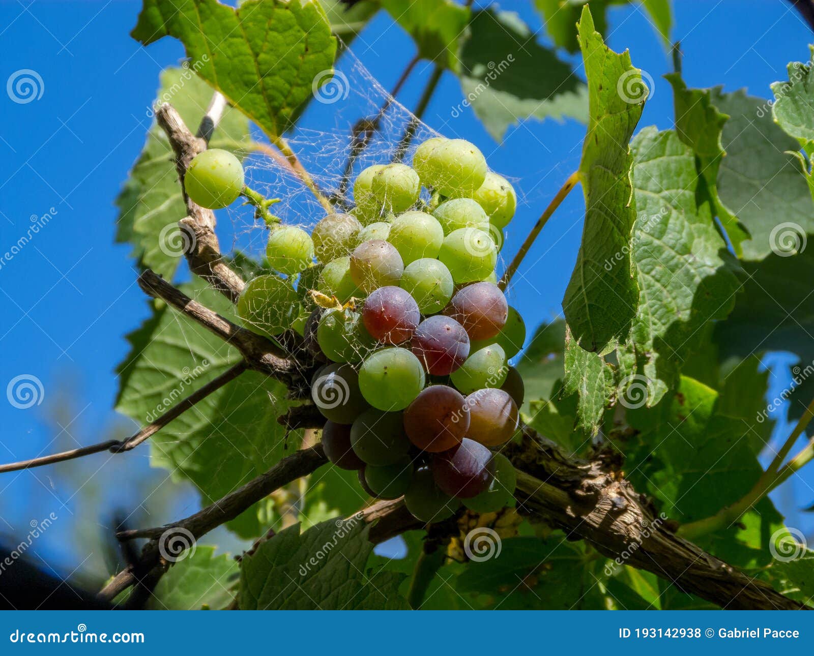 Grapes Covered with Spider Webs Stock Photo - Image of growing, branch ...