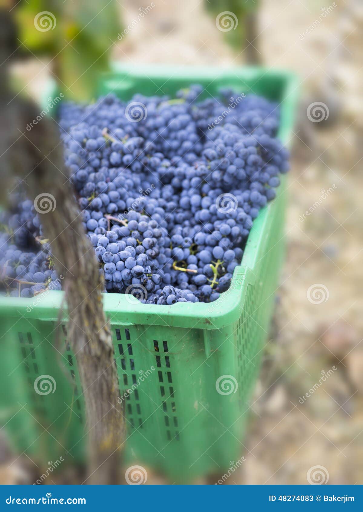 Grapes on the crates stock image. Image of grapes, botanical - 48274083