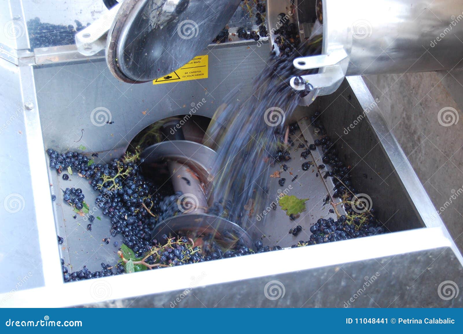 Grapes in the crusher stock image. Image of agriculture - 11048441