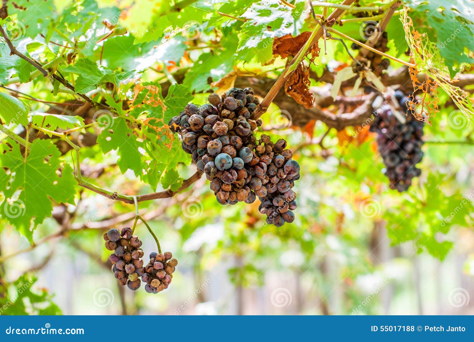 Grapes dead the garden stock photo. Image of decoration - 55017188