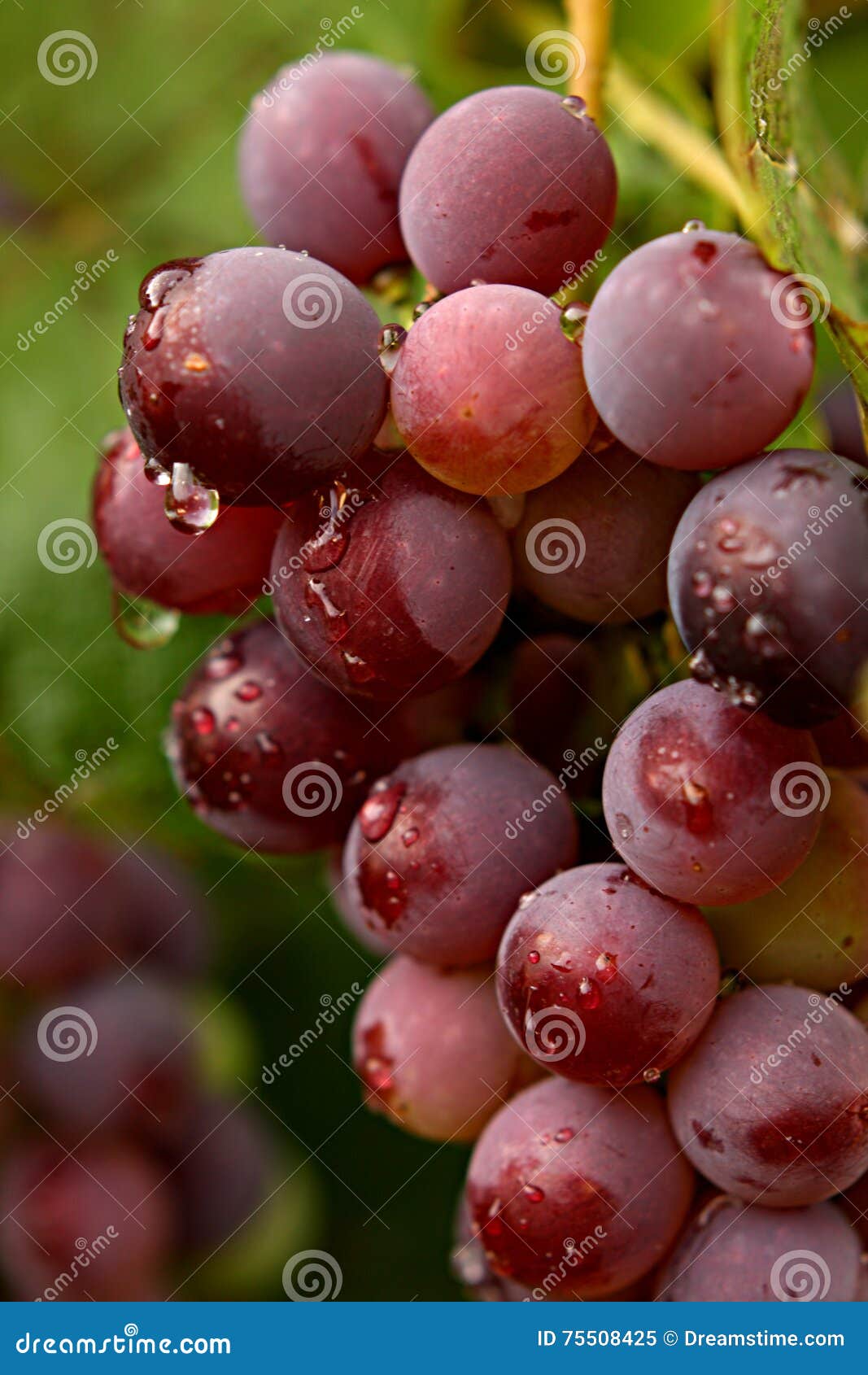 Dewy Grapes in Autumn Colors Stock Image - Image of cluster, ripen ...