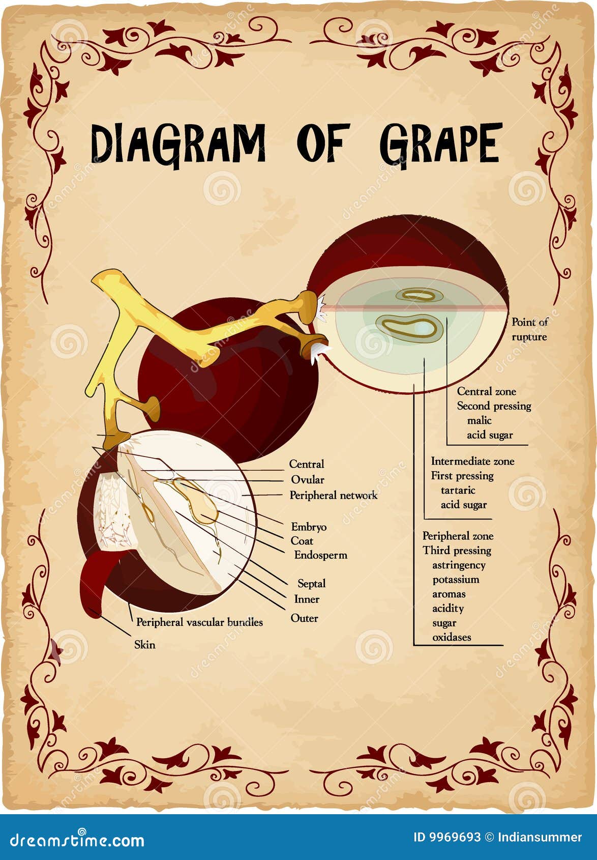 Grapes Diagram Illustration Stock Vector - Illustration of science ...