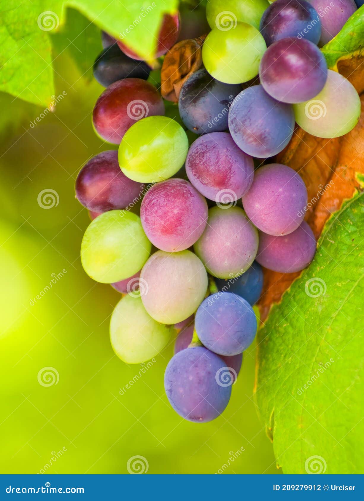 Grapes in different colors stock photo. Image of time - 209279912