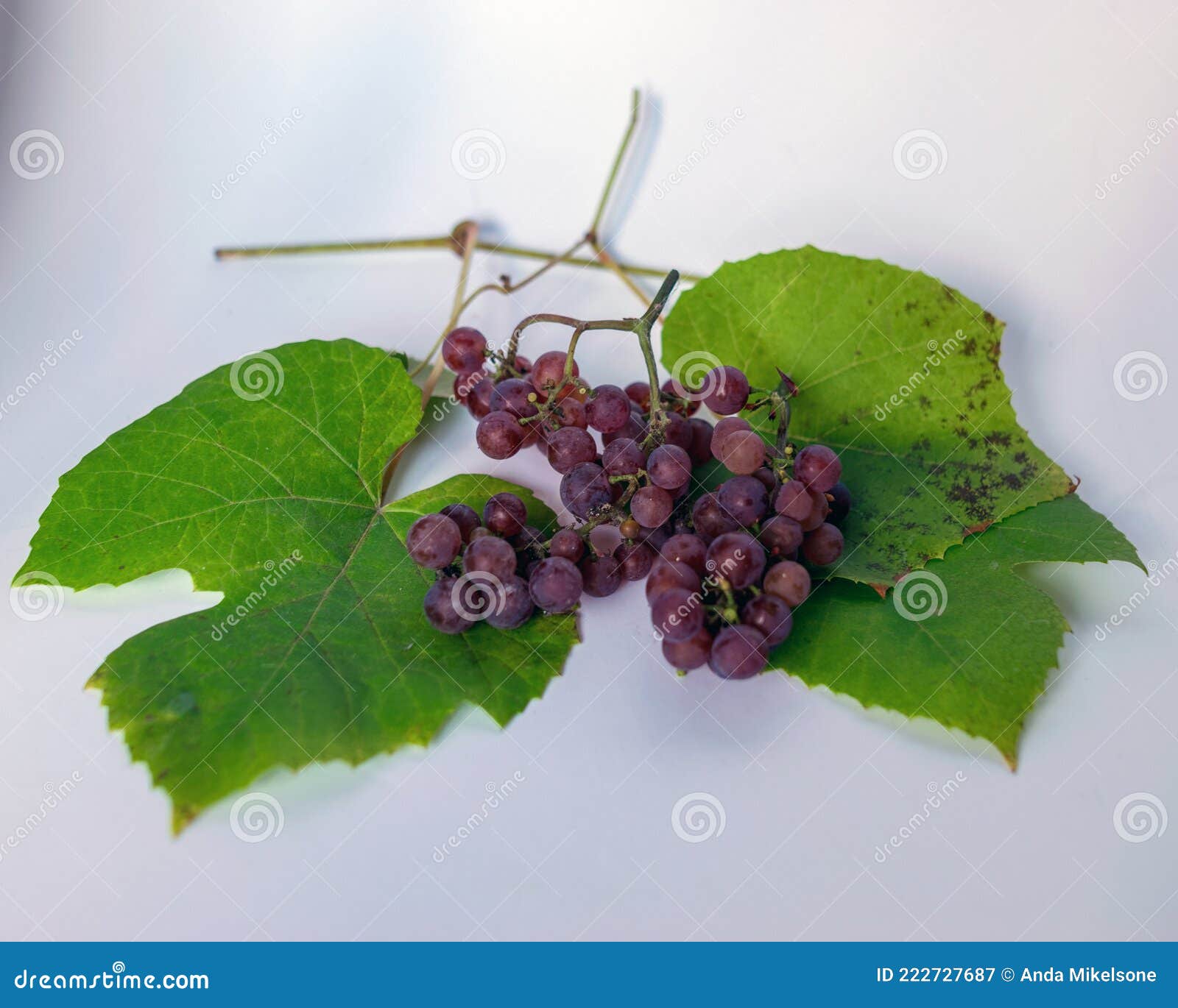 Grapes of Different Shapes and Colors on the Table, Grape Tasting and ...