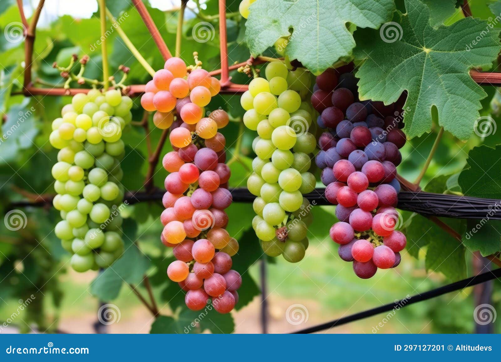 Grapes in Different Stages of Ripening on the Vine Stock Image - Image ...