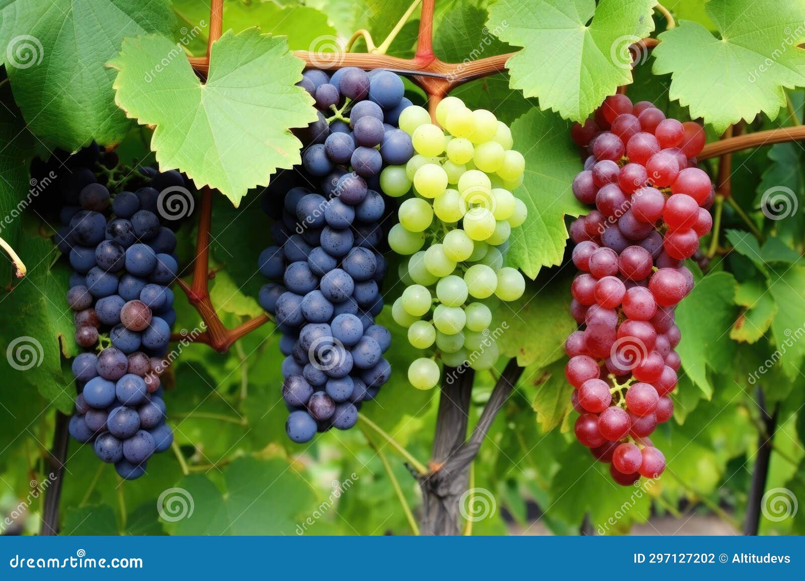 Grapes in Different Stages of Ripening on the Vine Stock Photo - Image ...