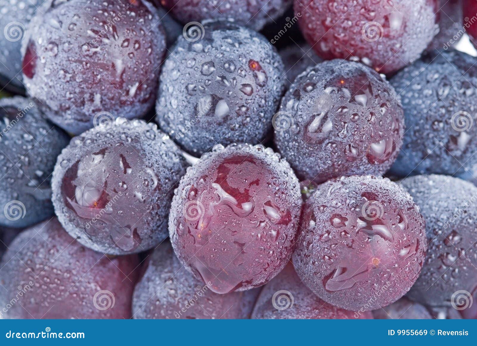 Grapes with drops, fruit. stock image. Image of grapevine - 9955669