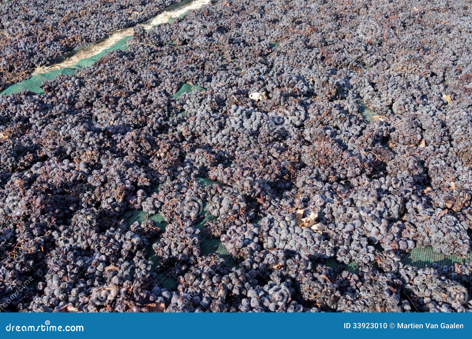 Grapes are Drying on the Field Stock Photo - Image of island, farming ...