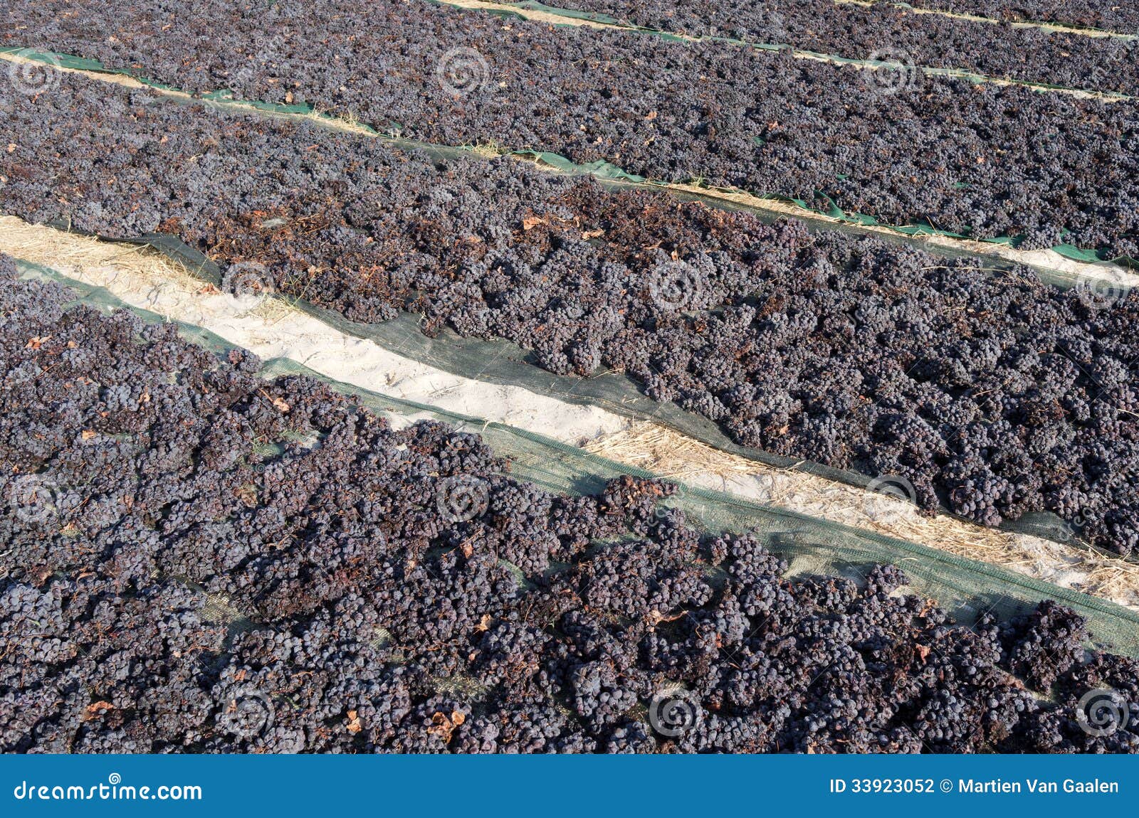 Grapes are Drying on the Field. Stock Photo - Image of santorini, straw ...