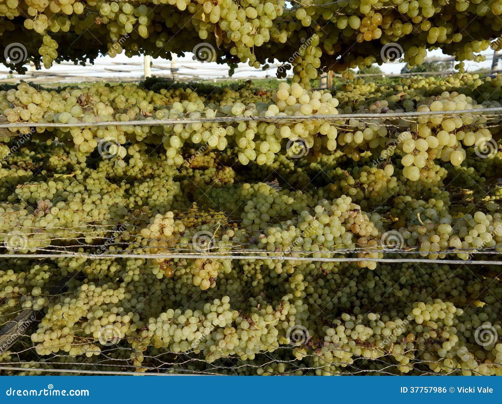 Grapes on Drying Rack stock photo. Image of vineyard - 37757986