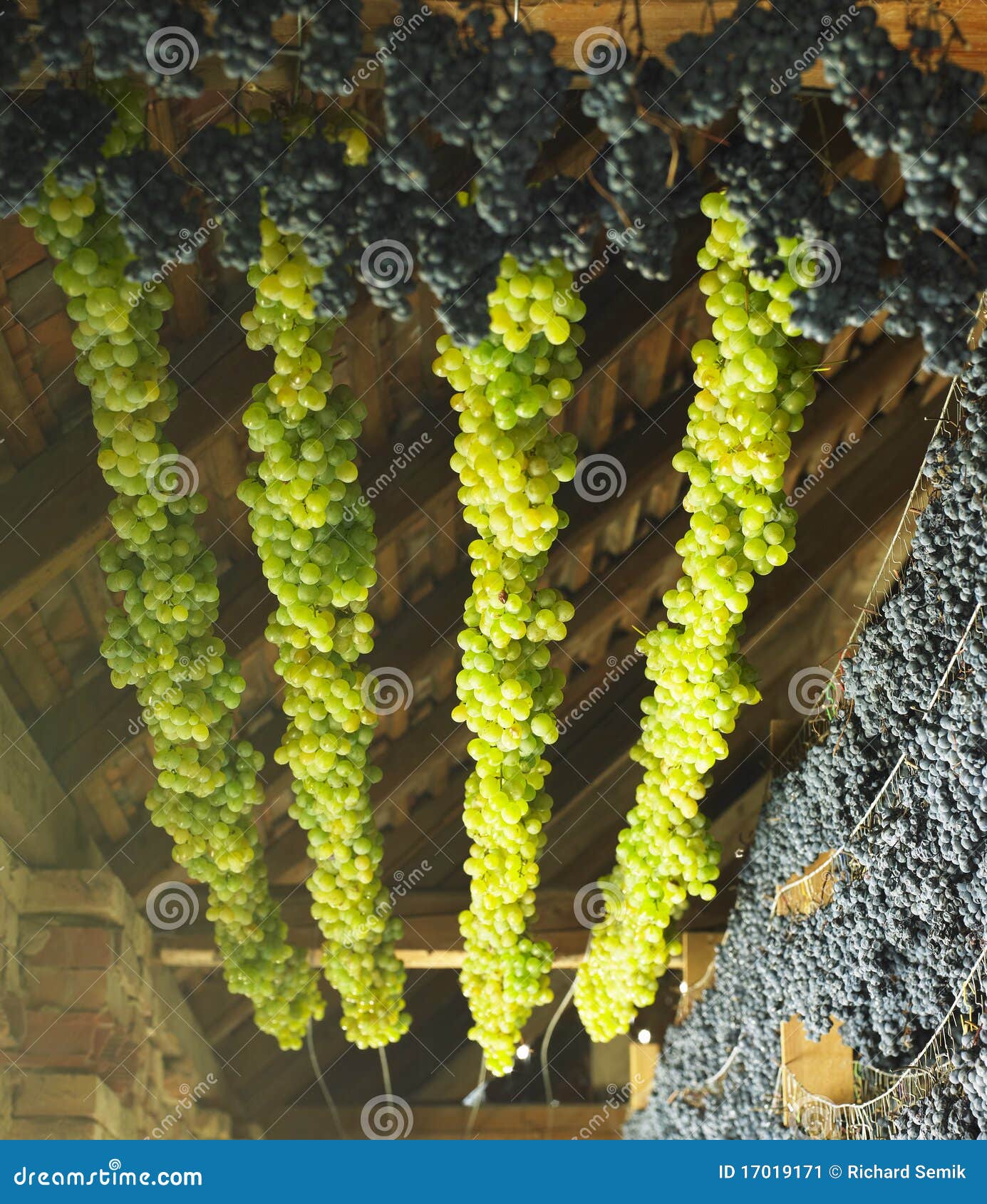 Grapes Drying for Straw Wine Stock Image - Image of neronet ...
