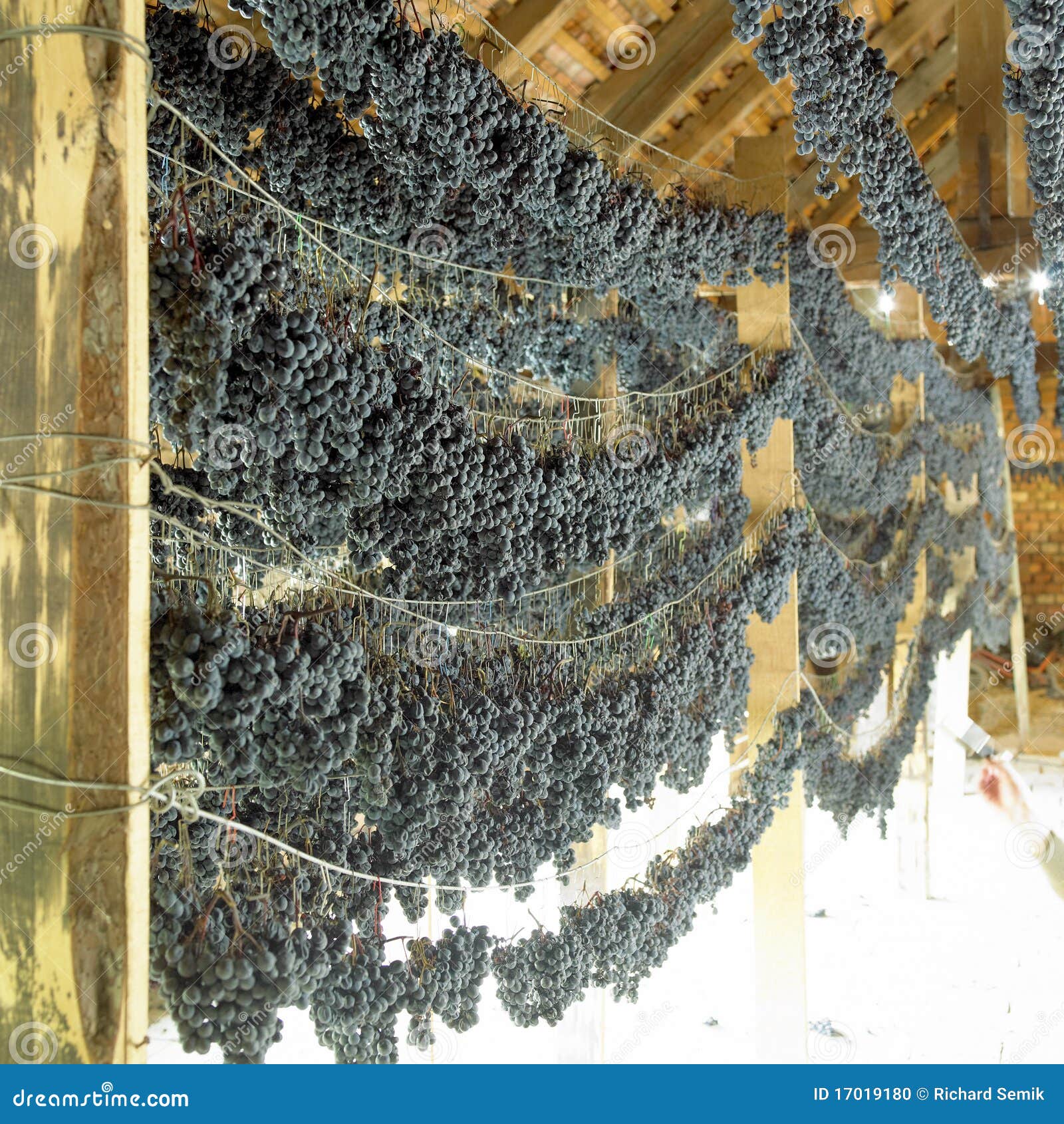 Grapes Drying for Straw Wine Stock Photo - Image of drying, rows: 17019180
