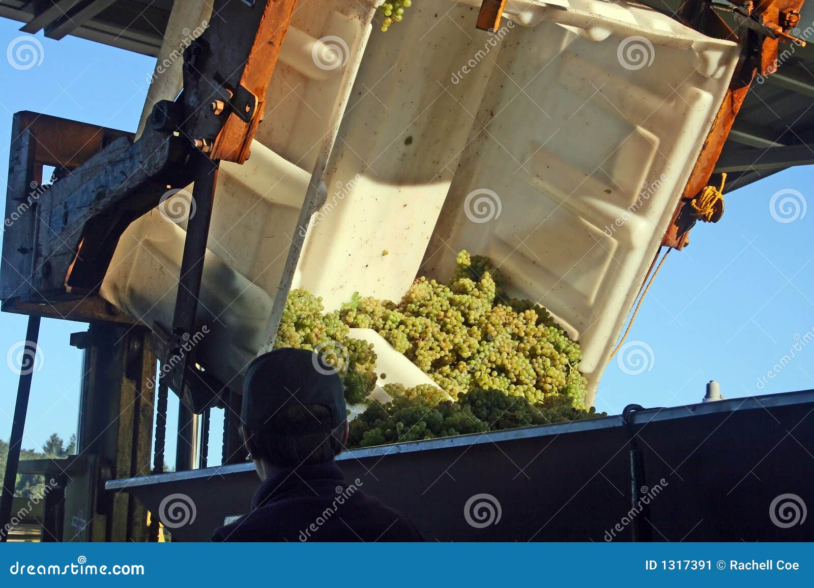 Grapes Dumped into Hopper stock image. Image of juice - 1317391